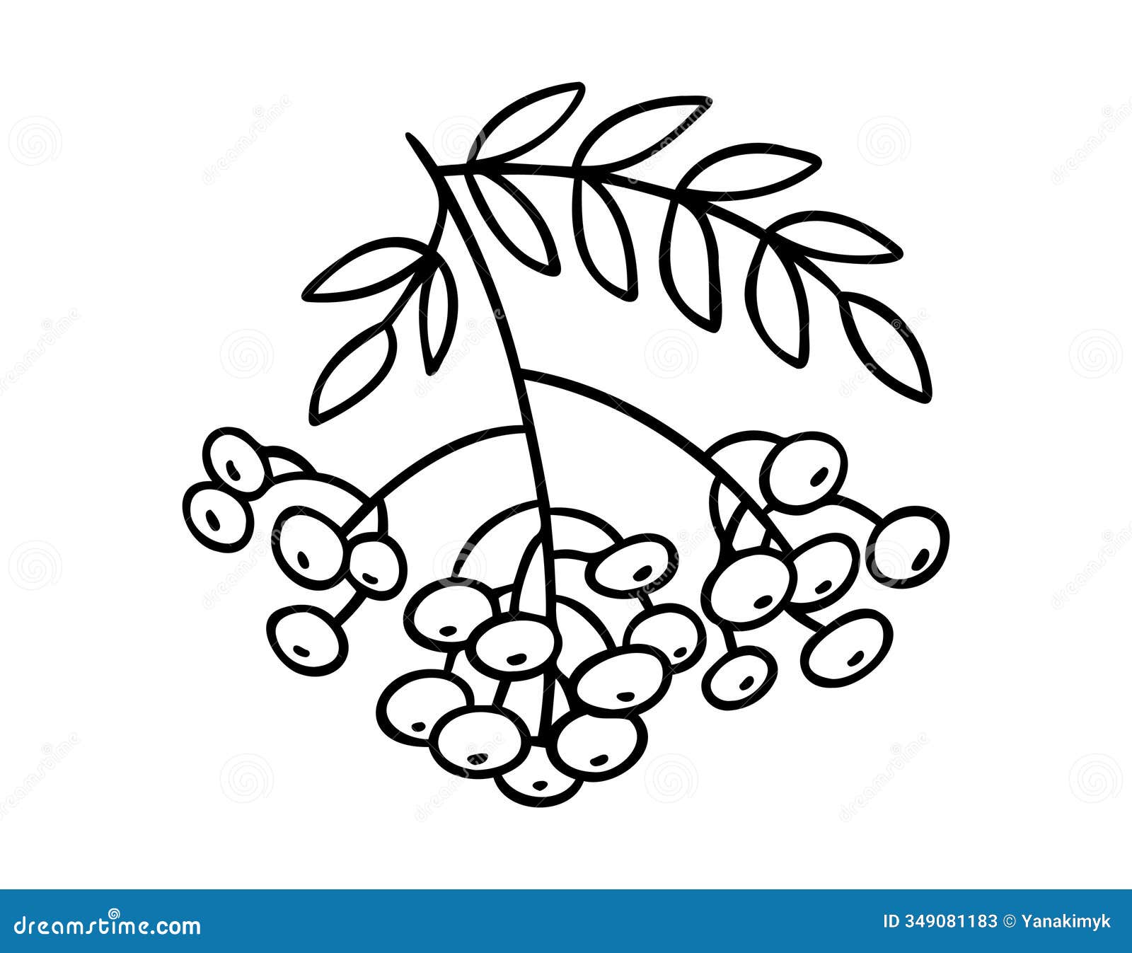 Branch of Rowan Tree Doodle Hand Drawn Icon. Drawing Branch of Rowan ...