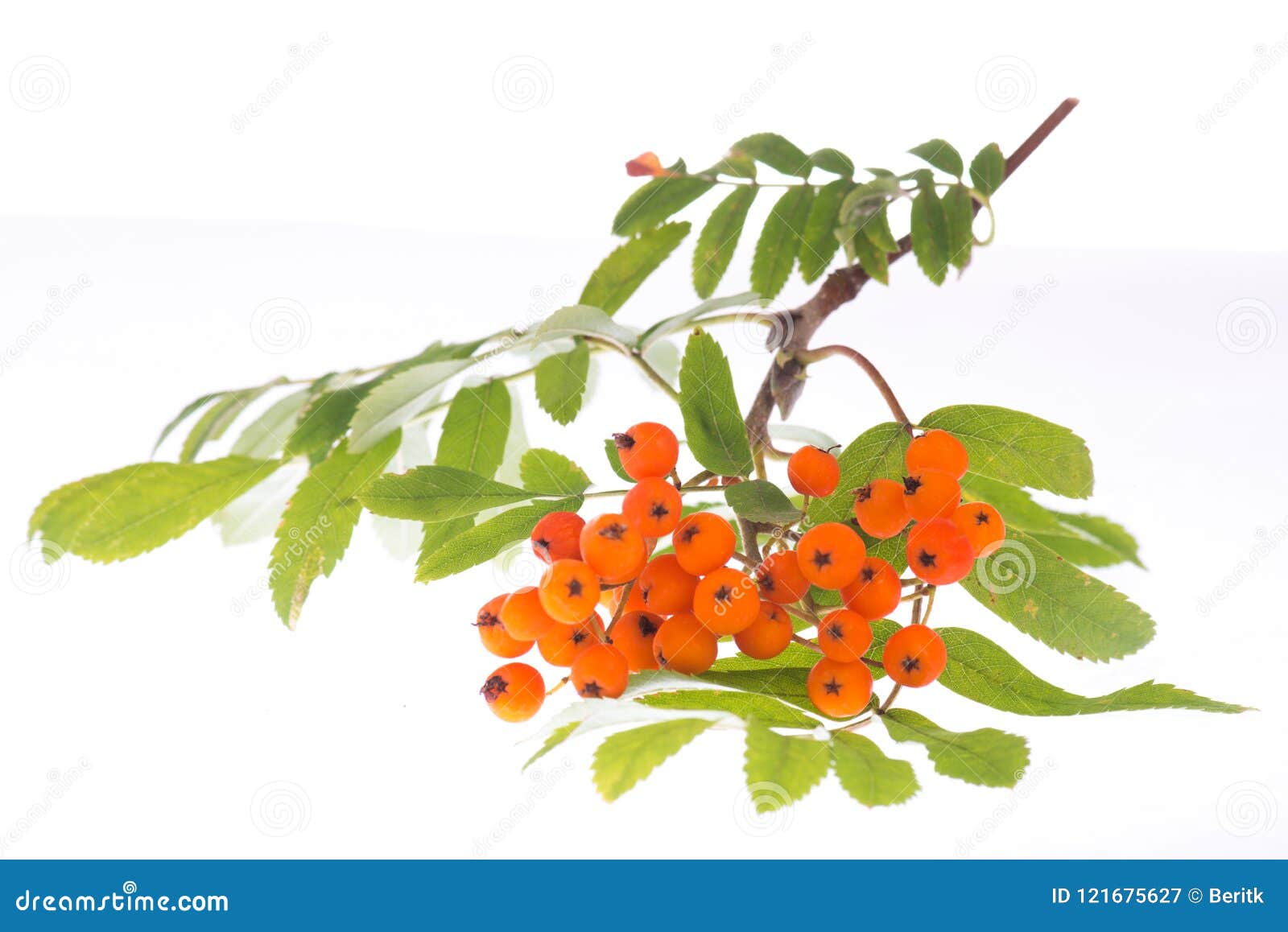 A Branch of a Rowan Tree Isolated on a White Background Stock Image ...
