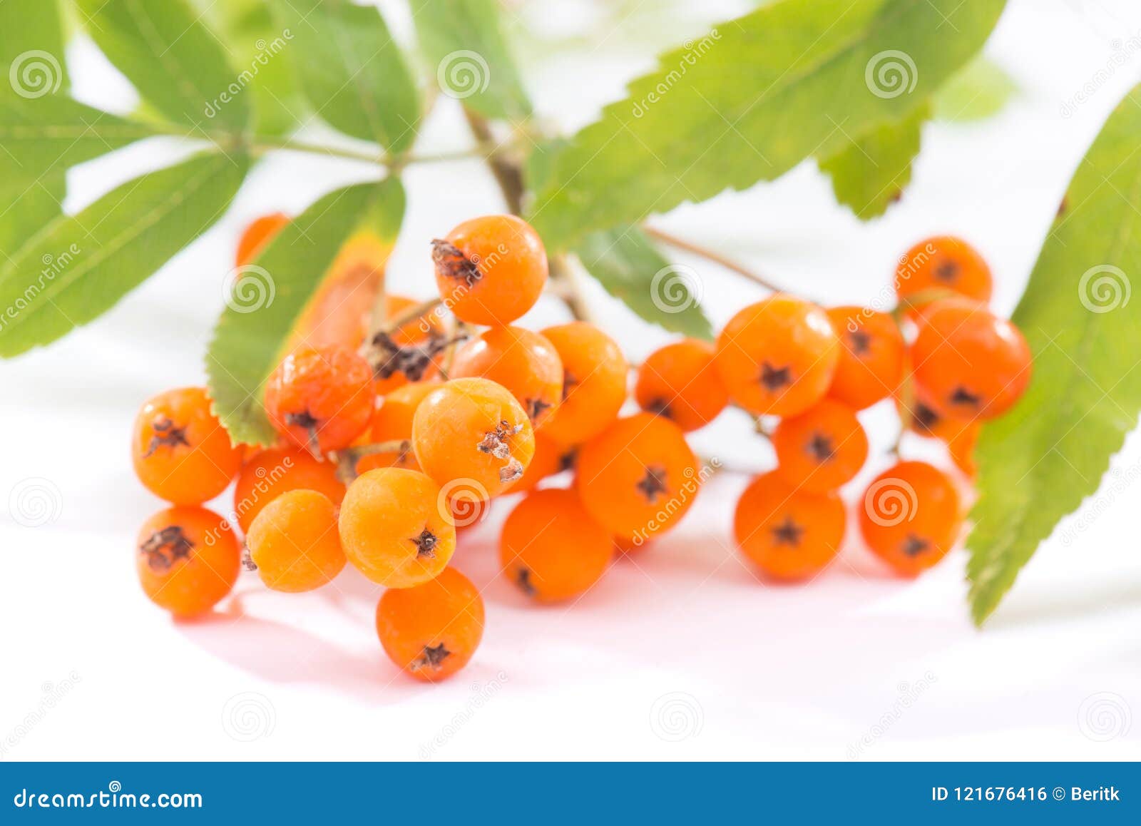 A Branch of a Rowan Tree on a White Background Stock Photo - Image of ...