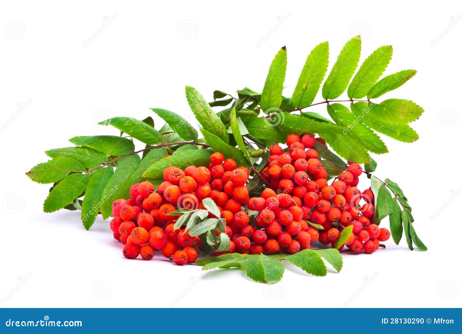 A branch of rowanberries stock photo. Image of background - 28130290