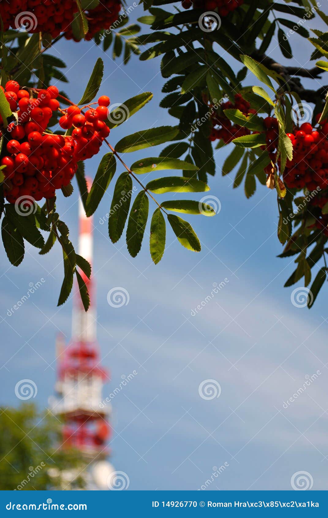 Branch of rowanberry stock photo. Image of bush, nature - 14926770