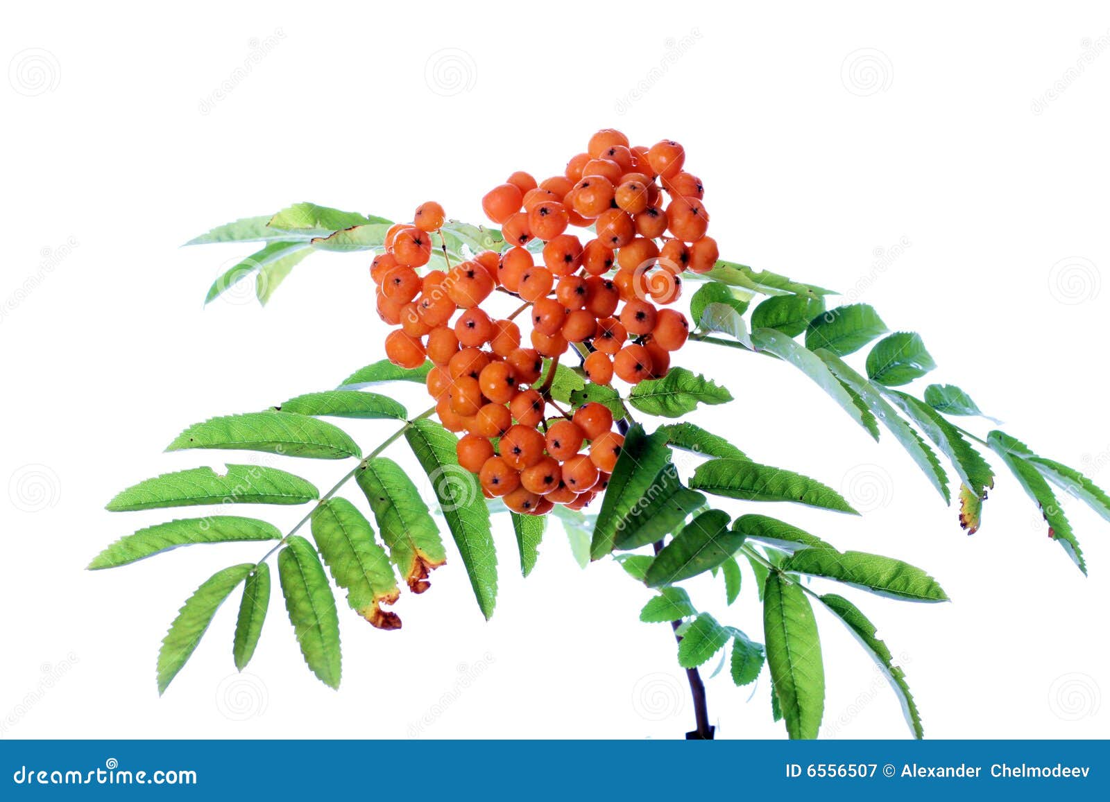 Branch of rowanberry stock image. Image of ashberry, bush - 6556507