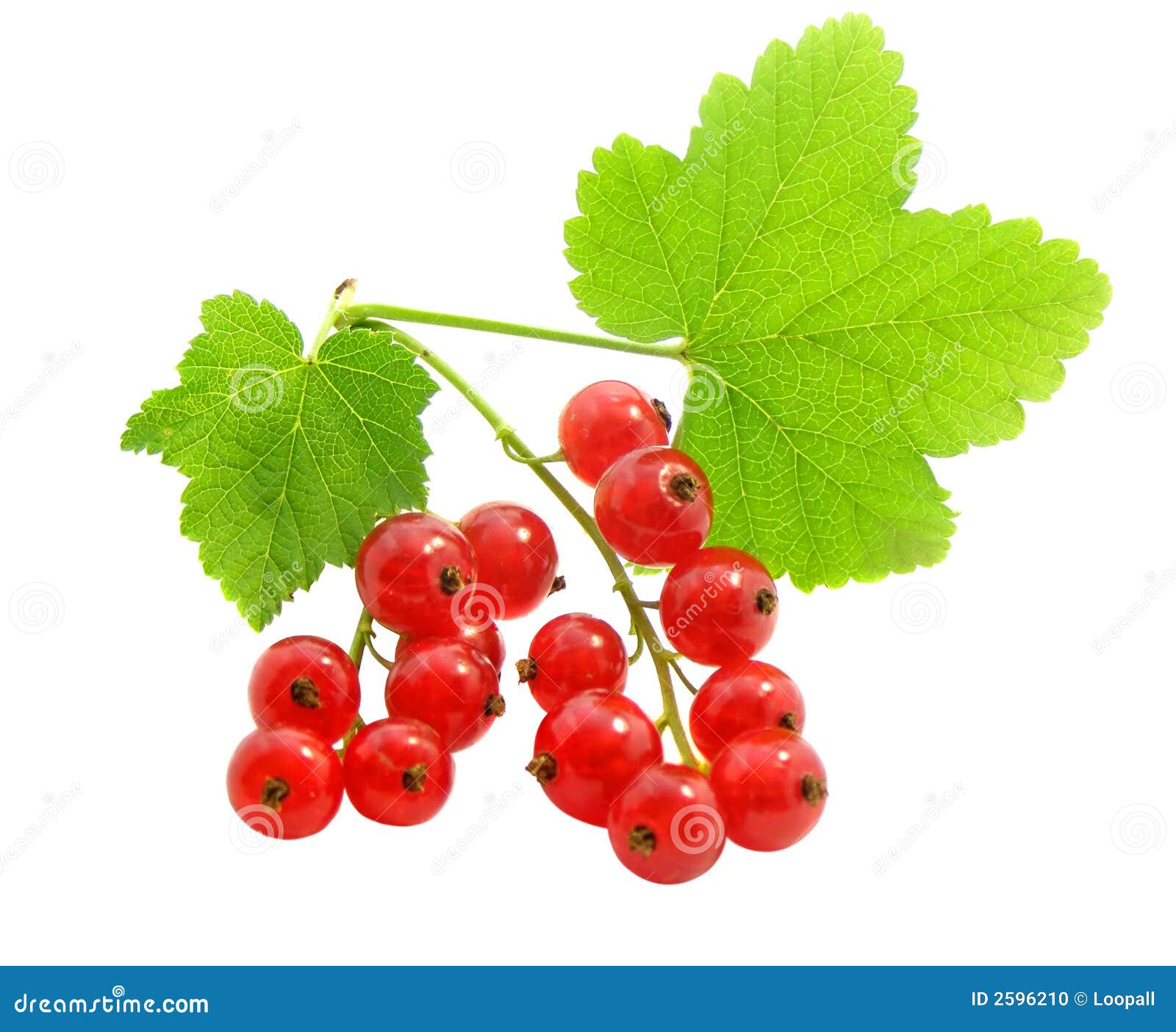 Branch of Rype by Red Currant Stock Photo - Image of branch, vitamins ...