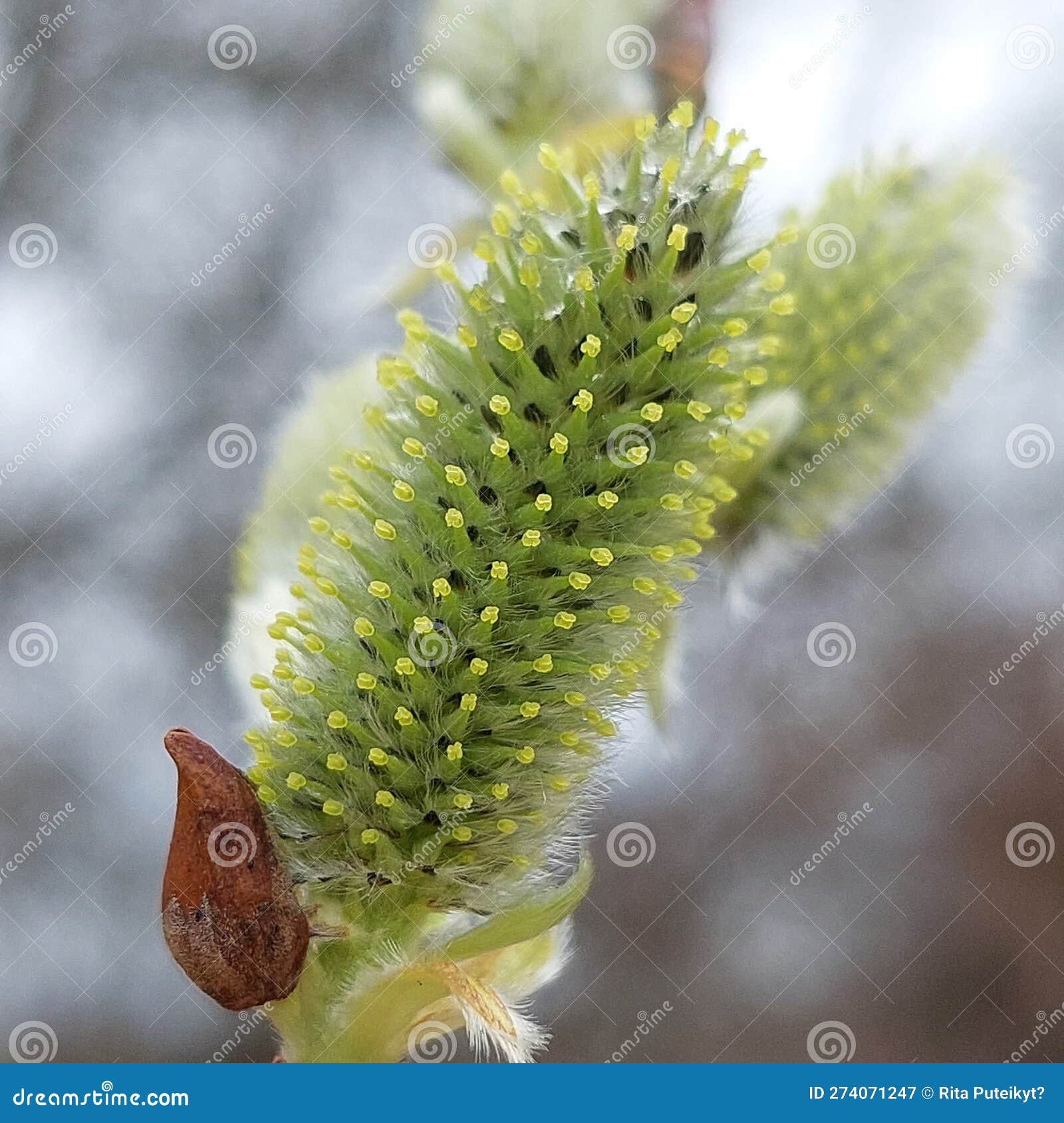 Branch of Salix stock image. Image of sign, willows - 274071247
