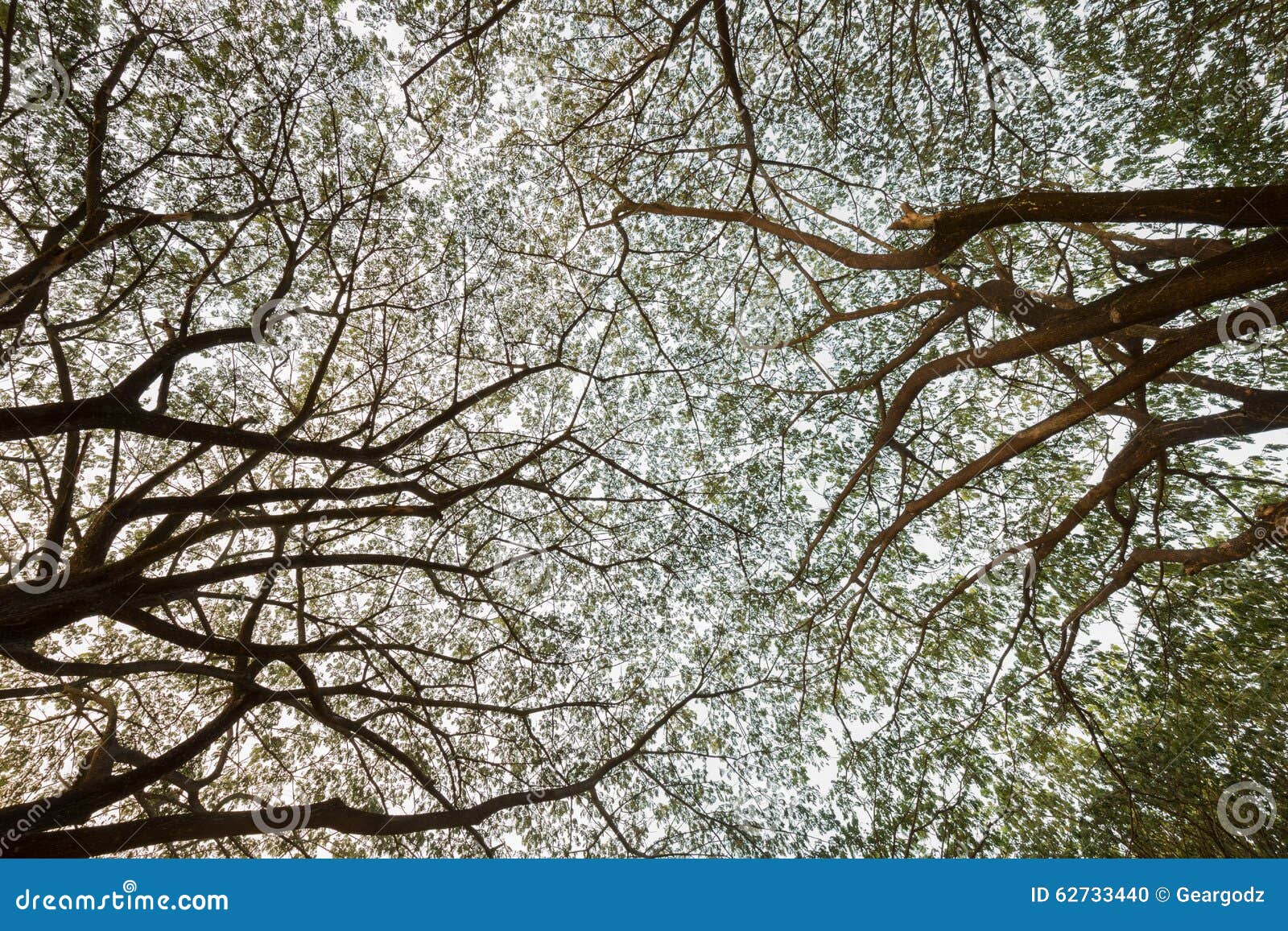 Branch Of Samanea Saman, Big Rain Tree Stock Photography ...
