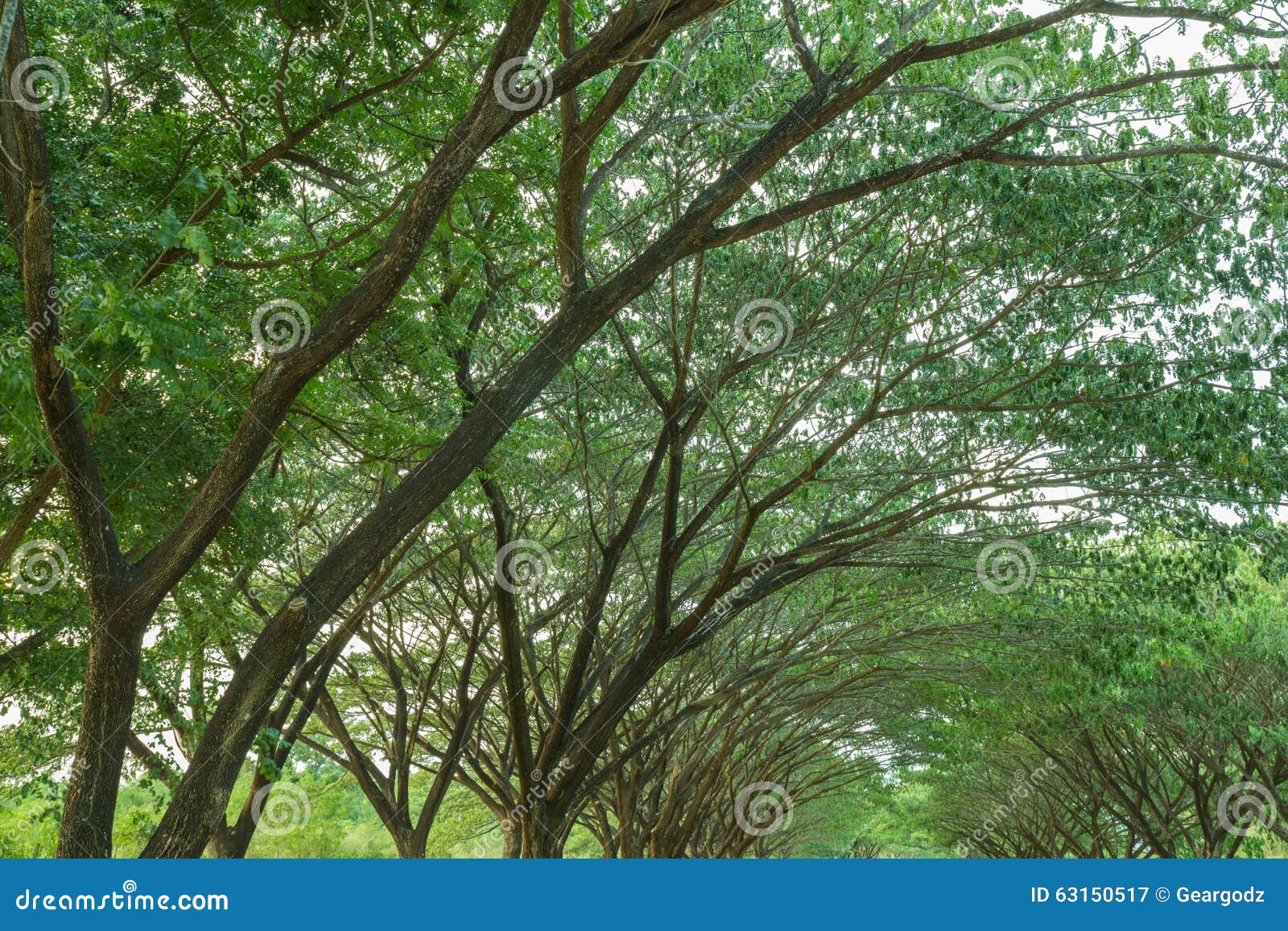 Branch of Samanea Saman, Big Rain Tree Stock Image - Image of largest ...