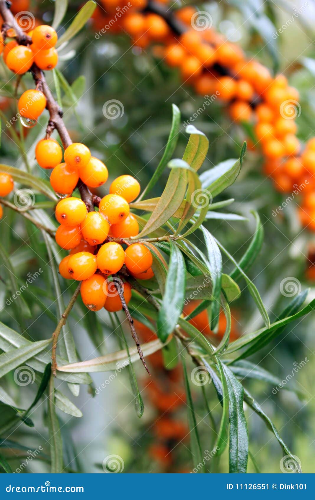 Branch of Sea Buckthorn Berries Stock Image - Image of berry, fruit ...