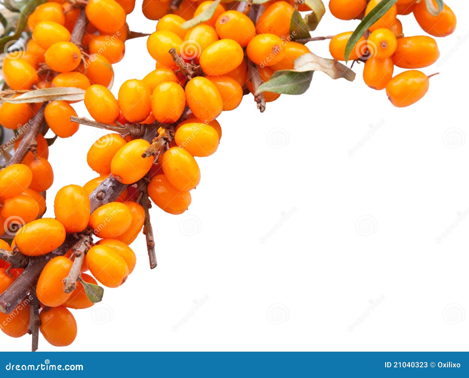 Branch of Sea-buckthorn Berries Stock Image - Image of close, macro ...