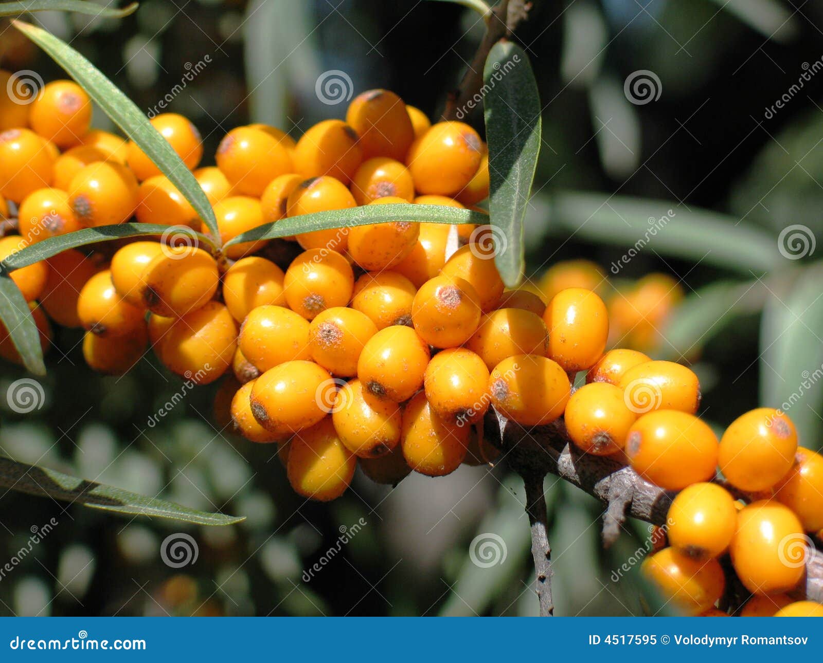 Branch of Sea-buckthorn Berries Stock Image - Image of juice, green ...
