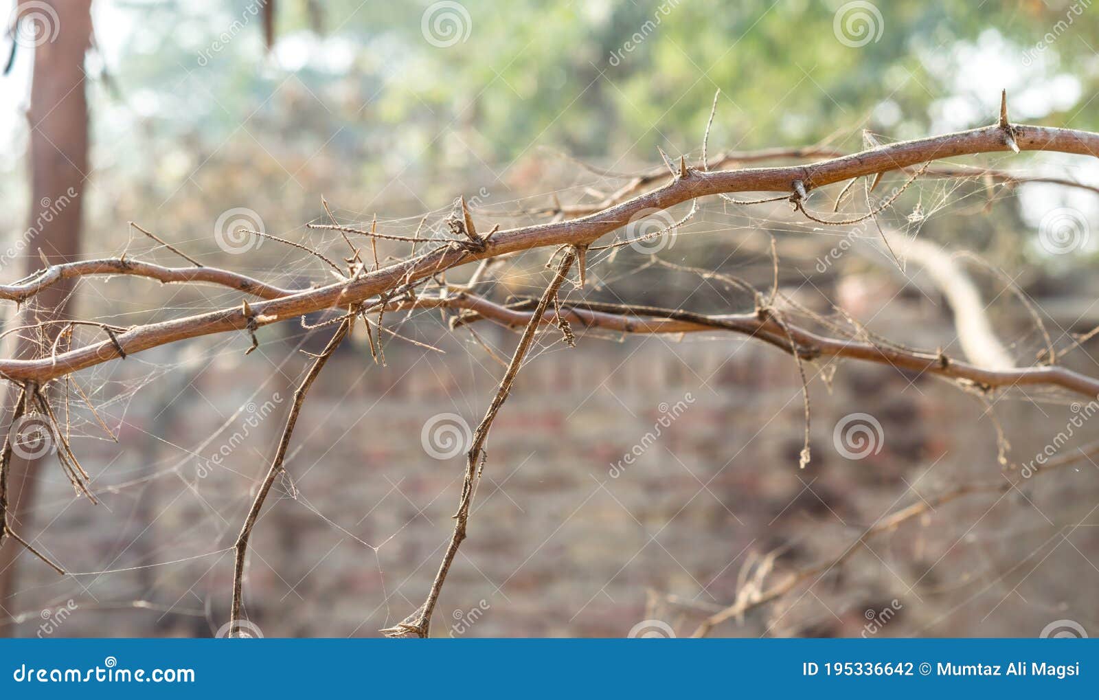 A Branch of Sharp and Long Thorns with Dark Background Stock Photo ...