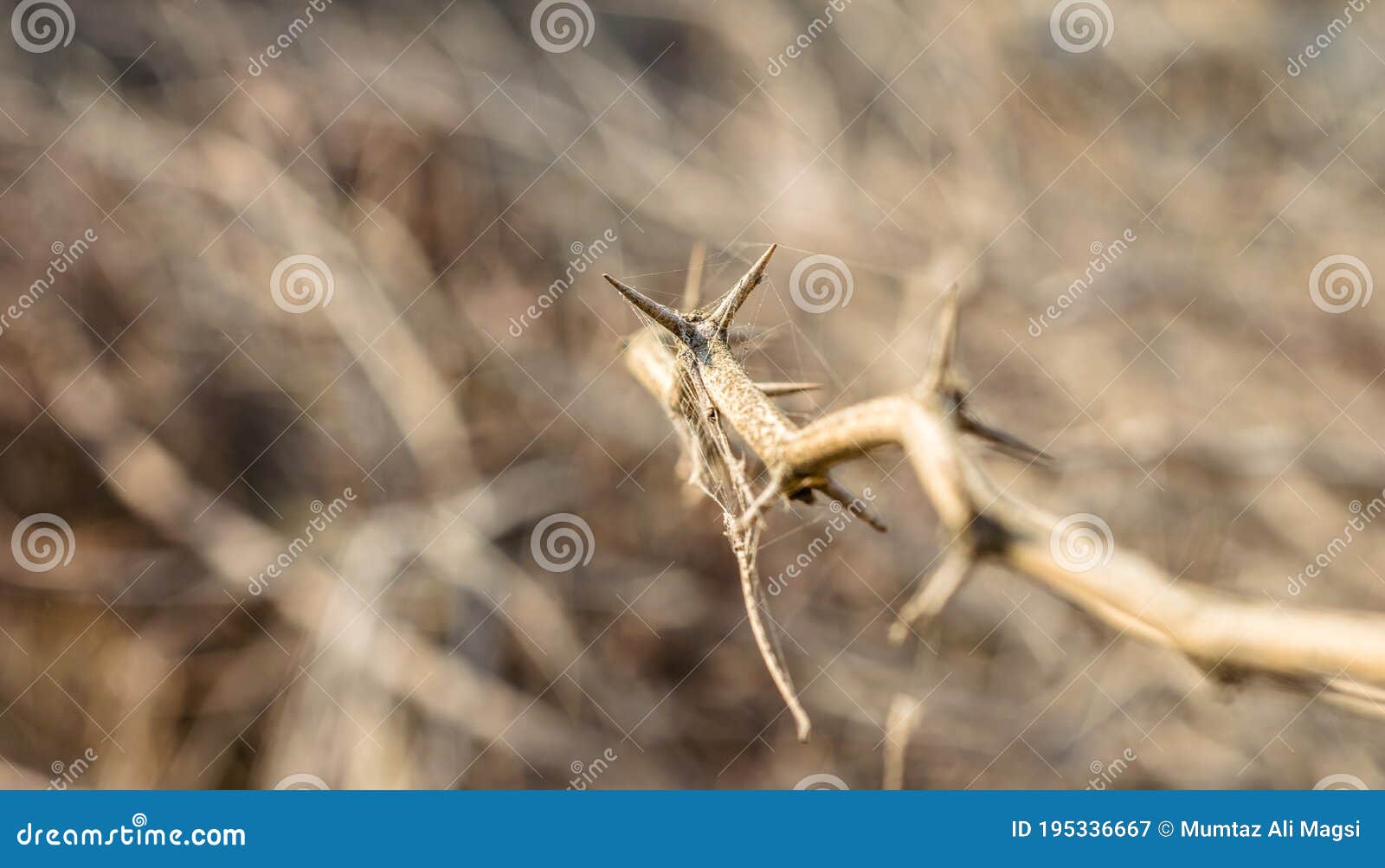 A Branch of Sharp and Long Thorns with Dark Background Stock Image ...