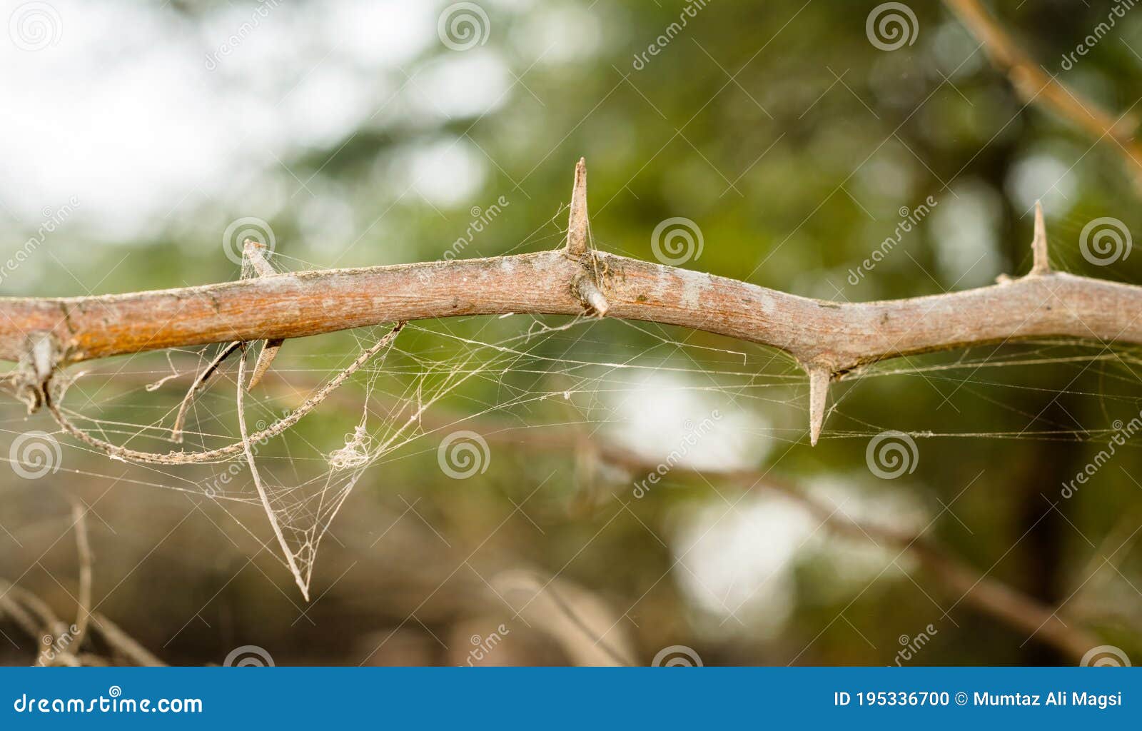 A Branch of Sharp and Long Thorns with Dark Background Stock Photo ...