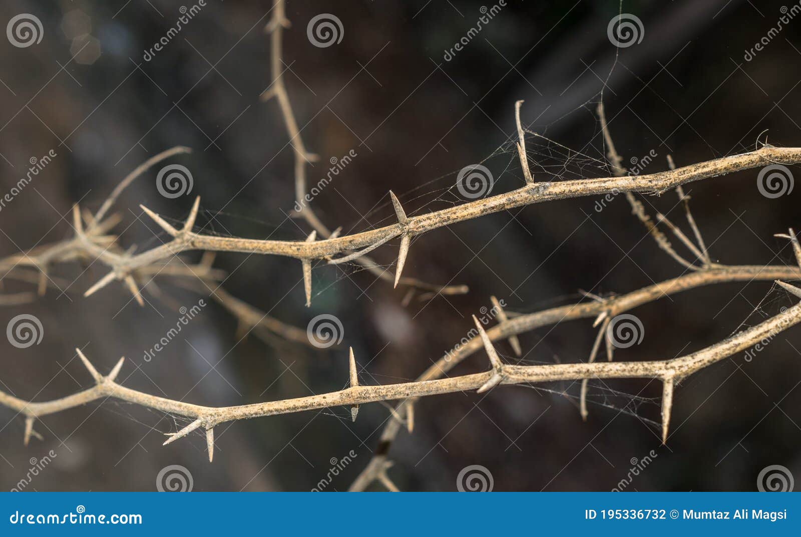 A Branch of Sharp and Long Thorns with Dark Background Stock Photo ...