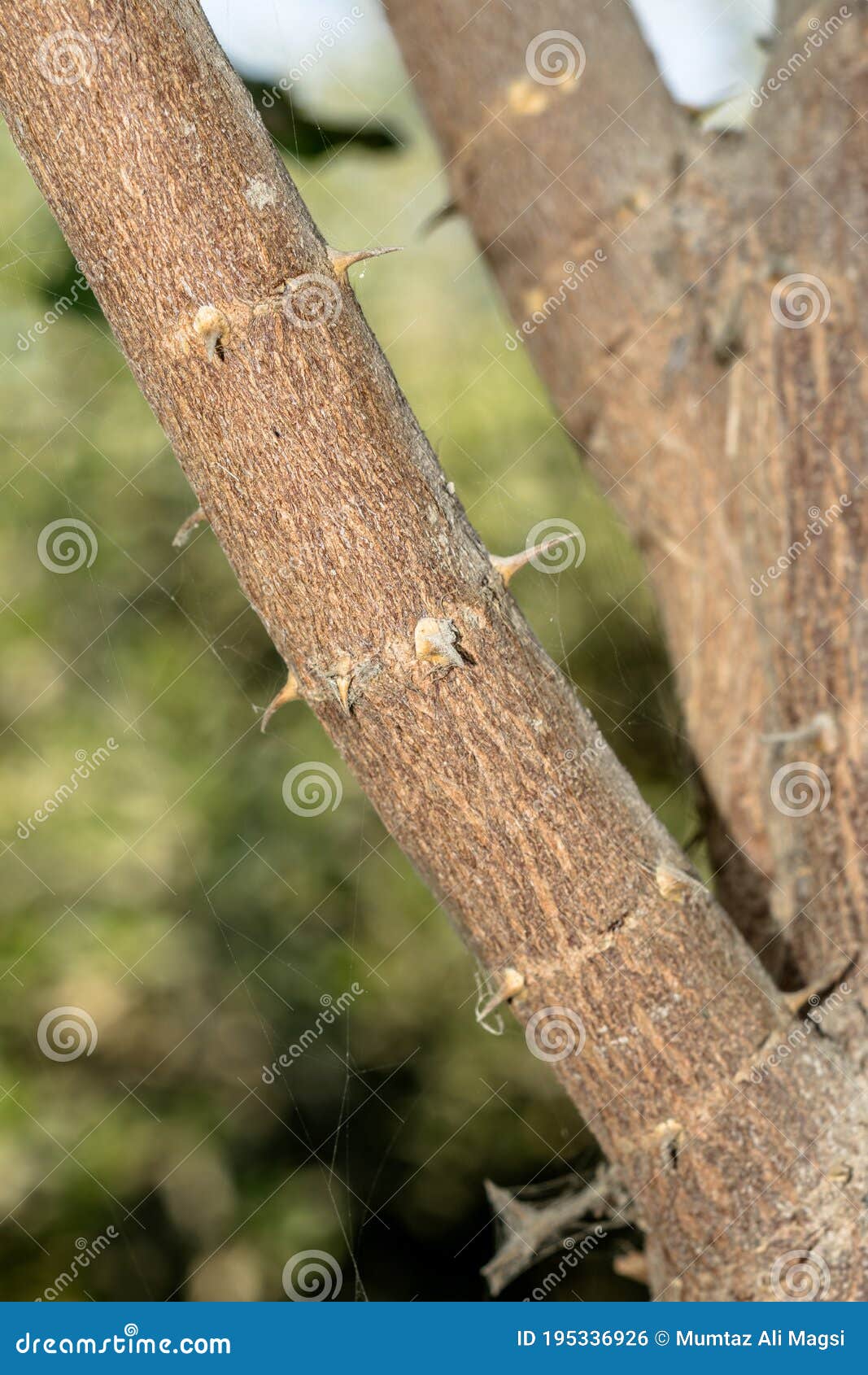 Sharp Long Thorns Of Acacia Tree, Wattle Royalty-Free Stock Photography ...