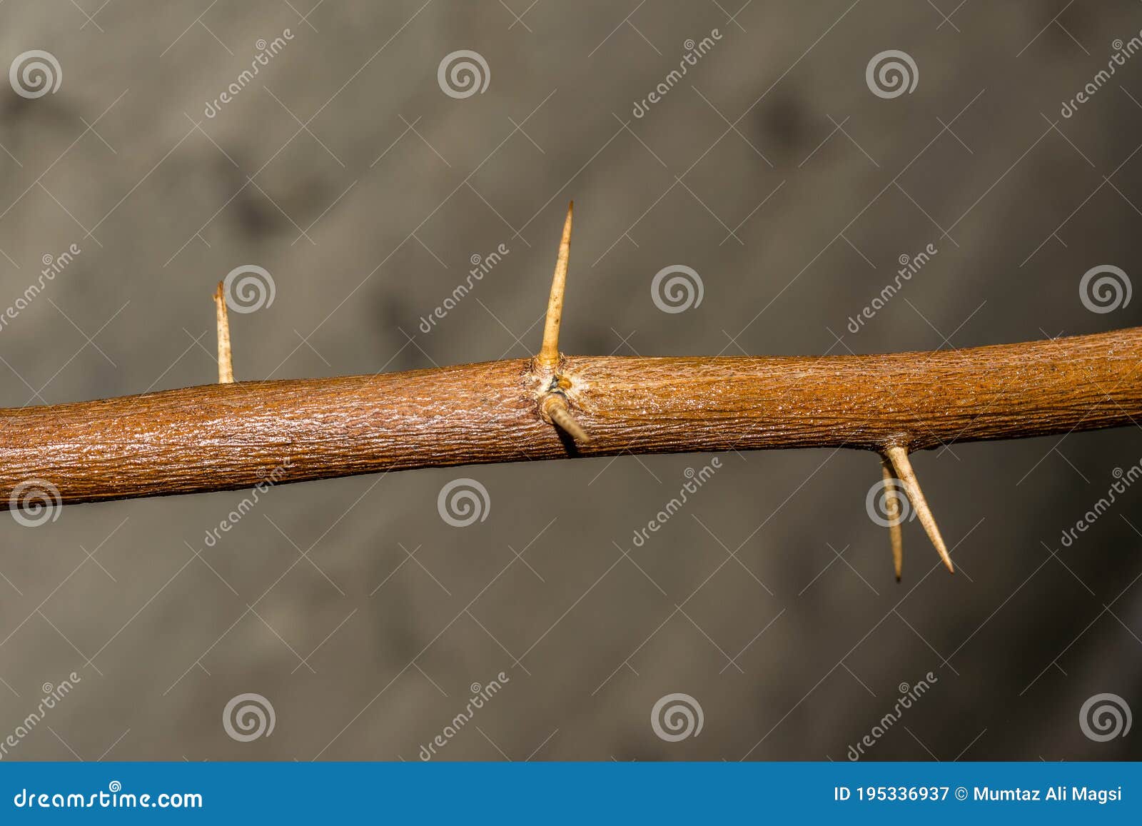 A Branch of Sharp and Long Thorns with Dark Background Stock Image ...