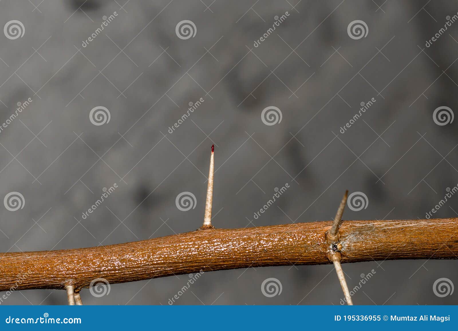 A Branch of Sharp and Long Thorns with Dark Background Stock Image ...