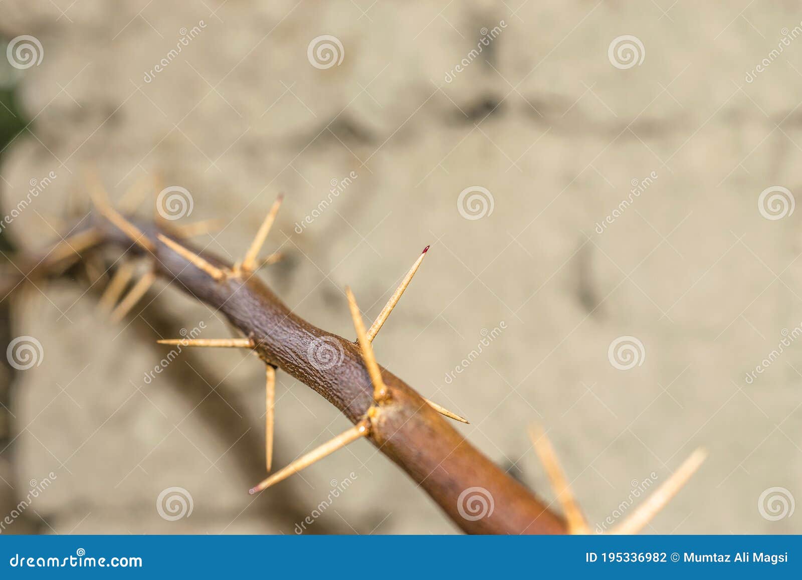 A Branch of Sharp and Long Thorns with Dark Background Stock Photo ...