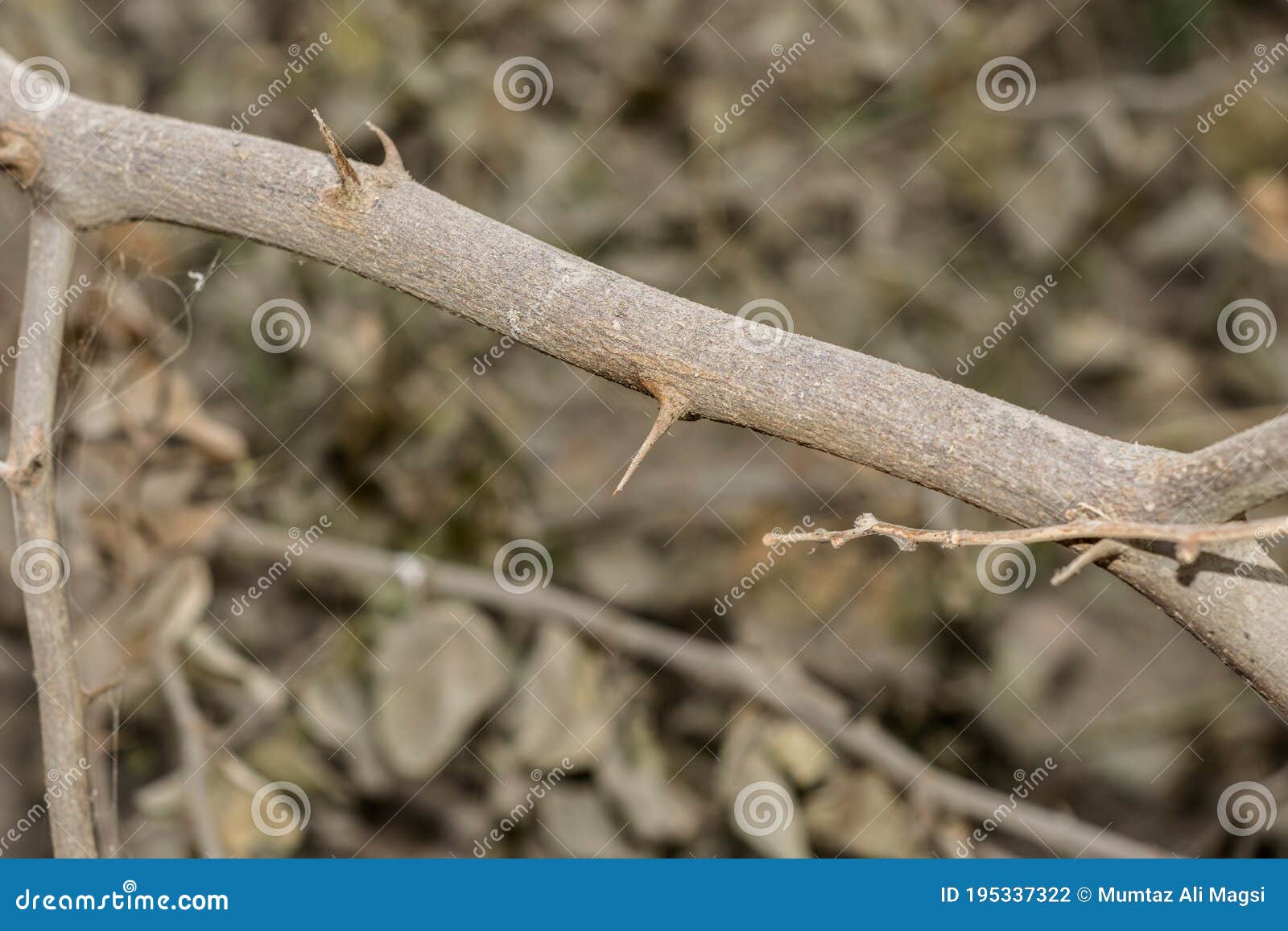 A Branch of Sharp and Long Thorns with Dark Background Stock Photo ...