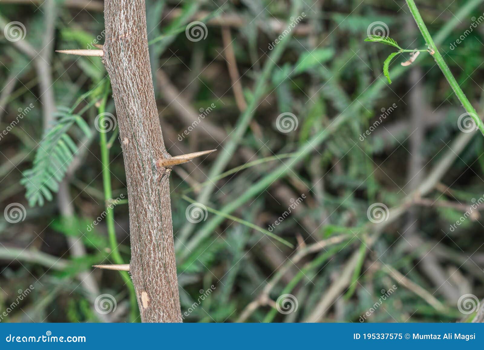 A Branch of Sharp and Long Thorns with Dark Background Stock Image ...