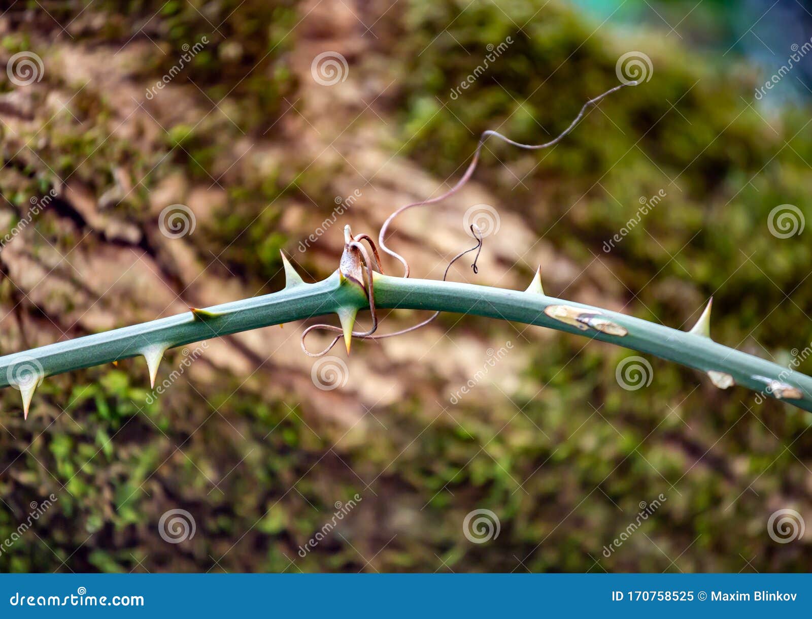 Branch with Sharp Thorns in Forest Stock Image - Image of outdoors ...