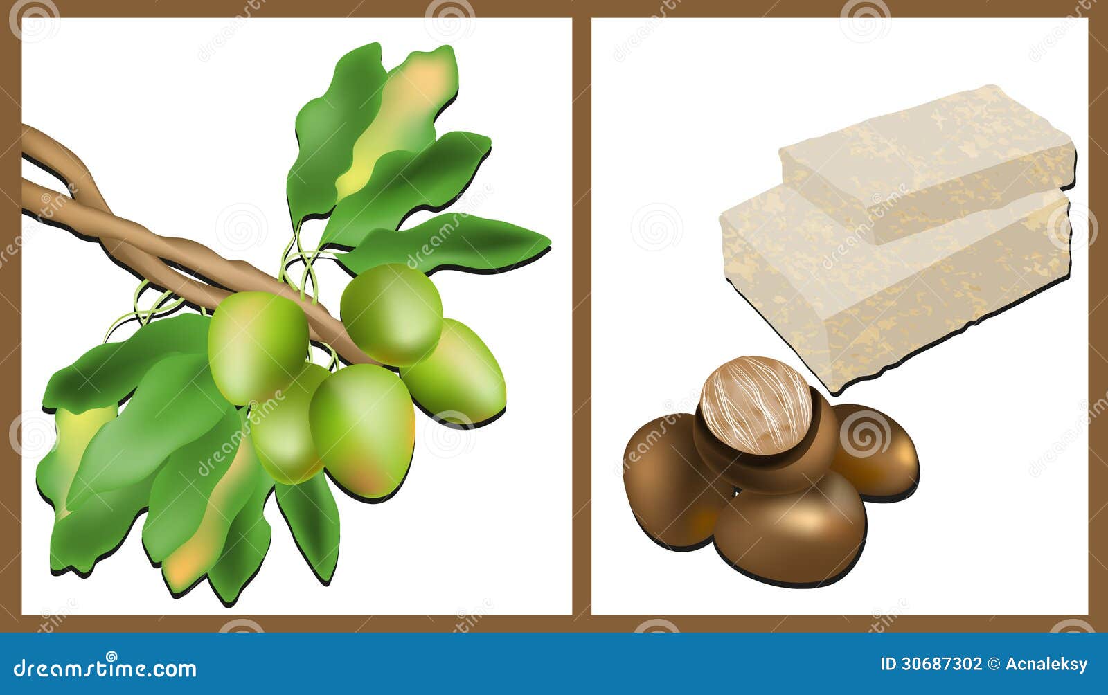Branch of the Shea Tree, Shea Nuts and Shea Butter Stock Vector ...