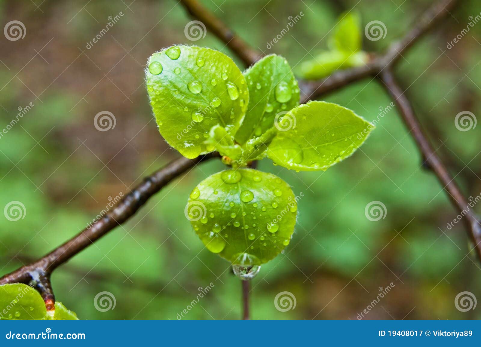 Branch with sheet stock image. Image of plant, back, nature - 19408017