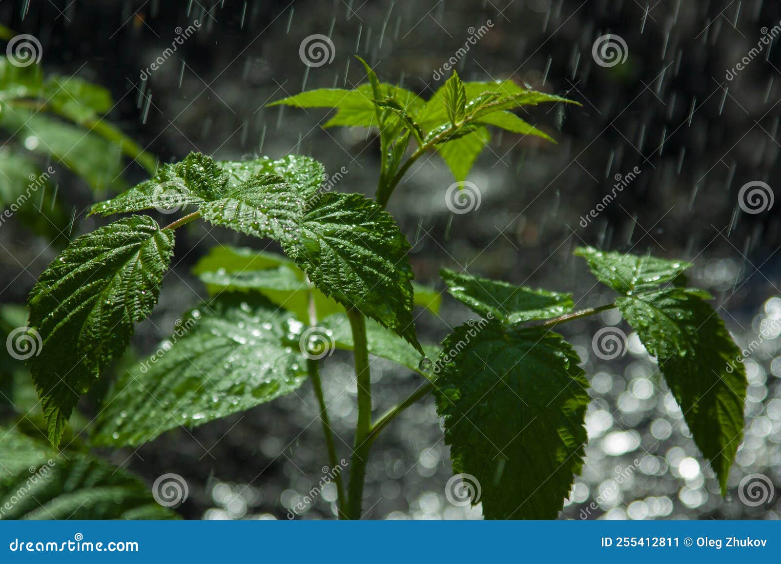 Branch shrubs in the rain stock image. Image of spray - 255412811