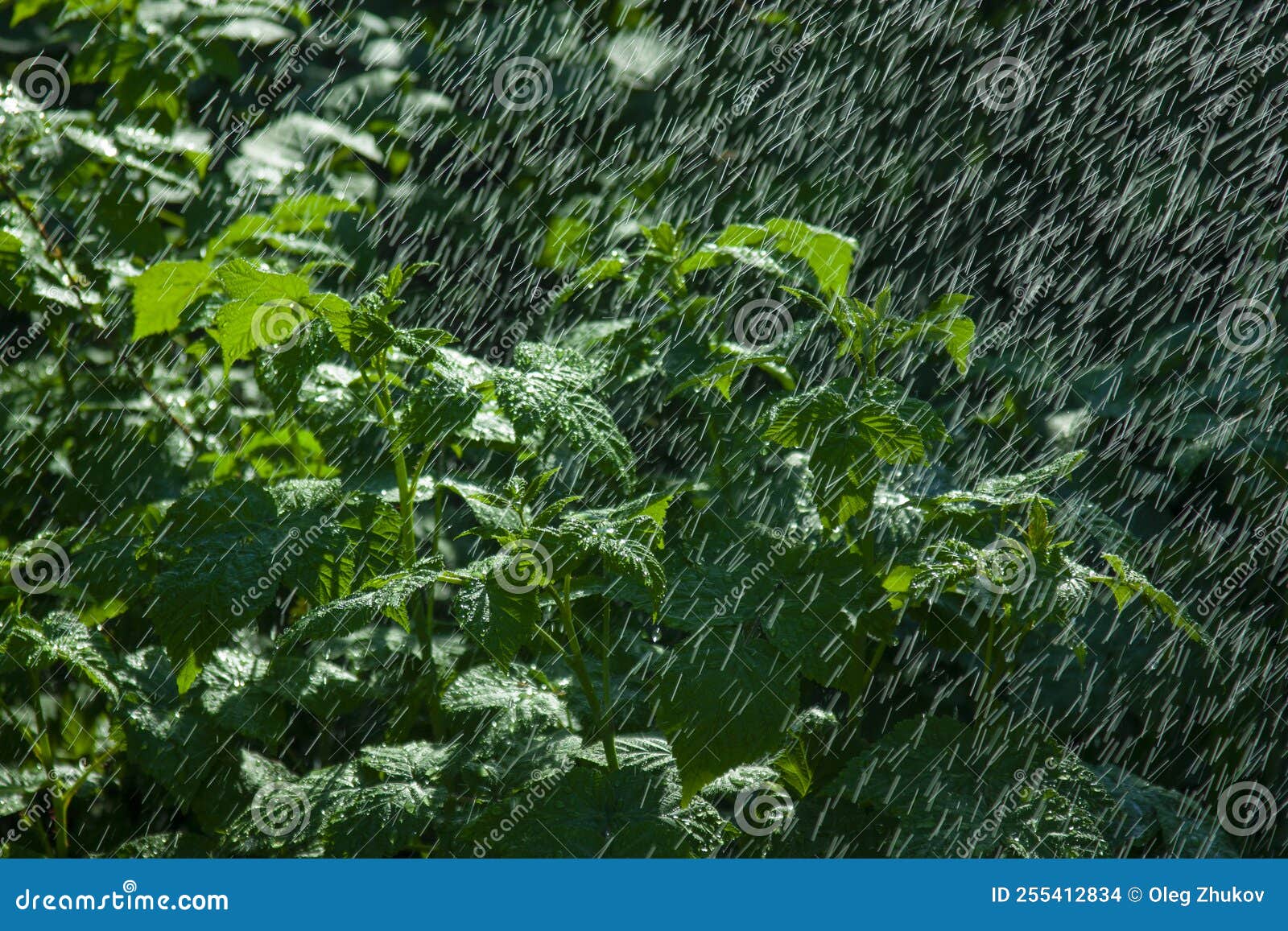 Branch shrubs in the rain stock photo. Image of sunny - 255412834