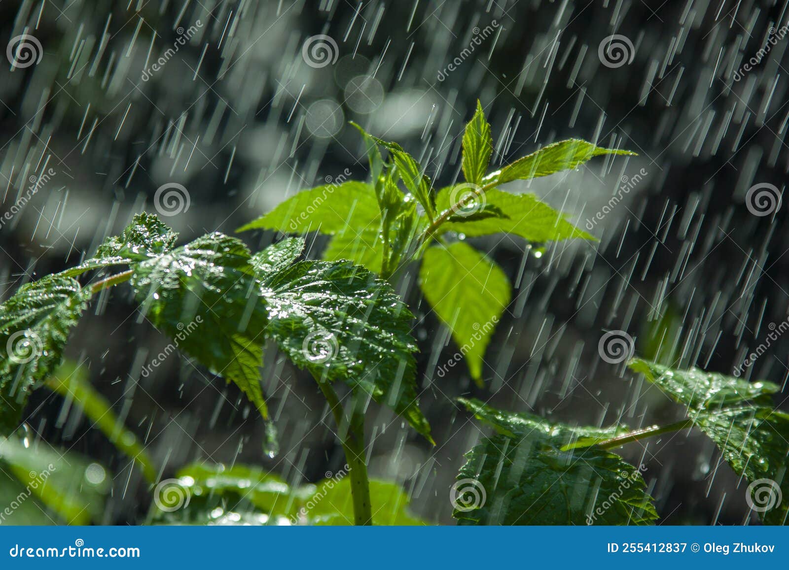 Branch shrubs in the rain stock image. Image of sunny - 255412837