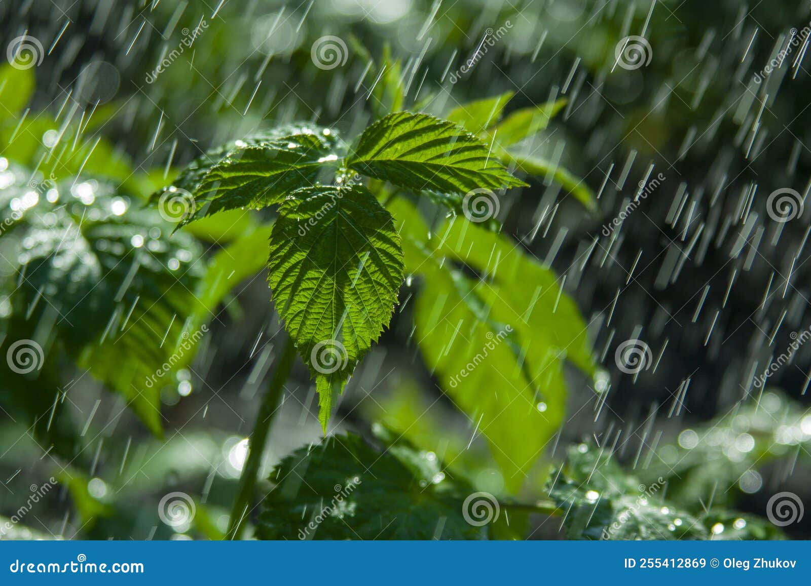 Branch shrubs in the rain stock image. Image of sunny - 255412869
