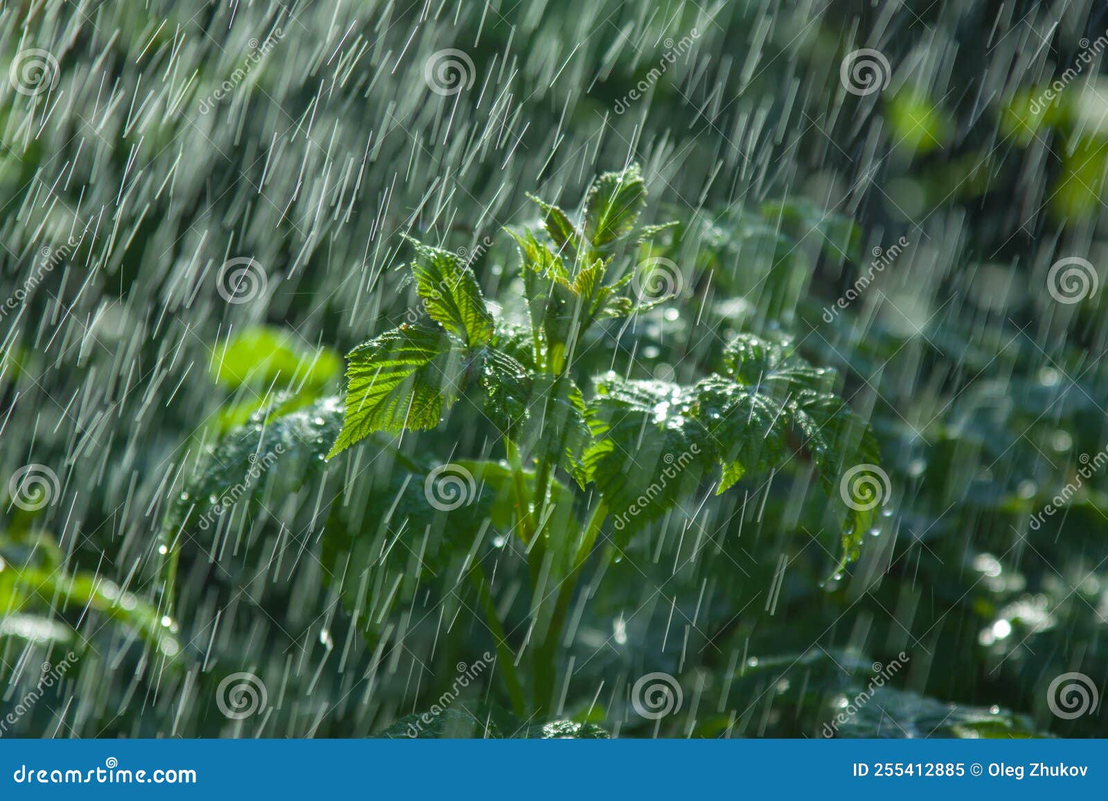 Branch shrubs in the rain stock image. Image of spray - 255412885