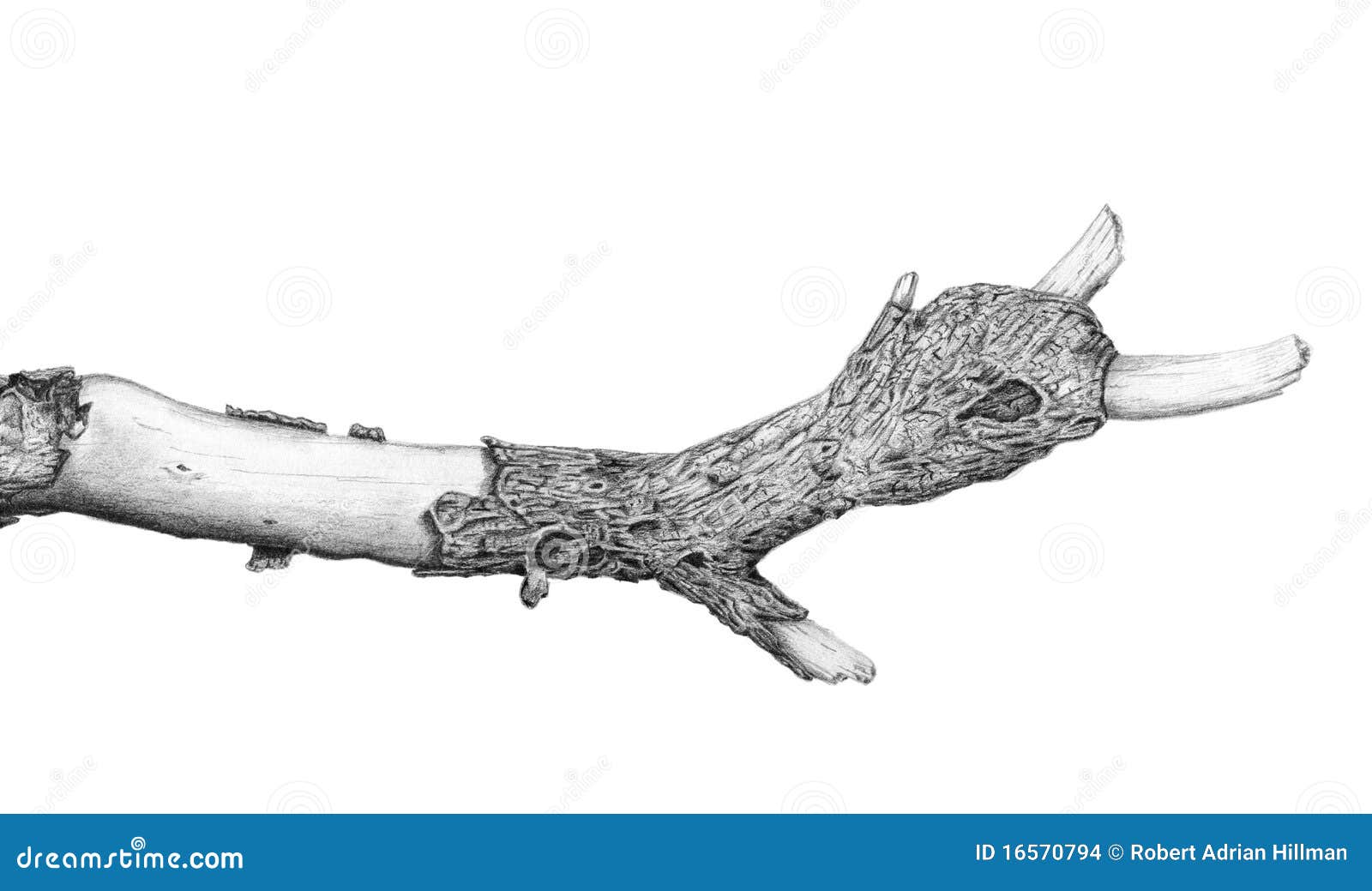 Branch Sketch Stock Images - Image: 16570794