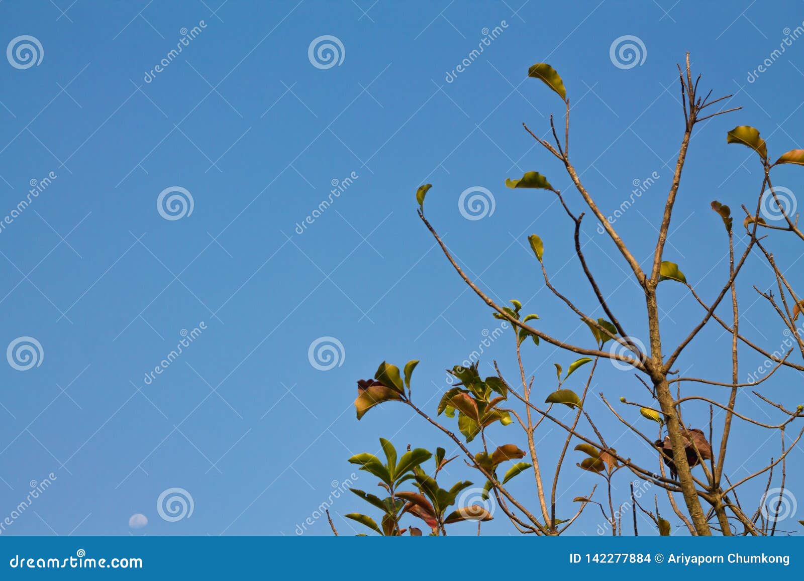 Branch and sky stock photo. Image of black, forest, season - 142277884