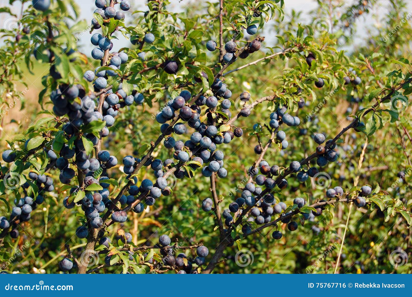 Branch of a Sloe with Berries Stock Photo - Image of herb, beauty: 75767716