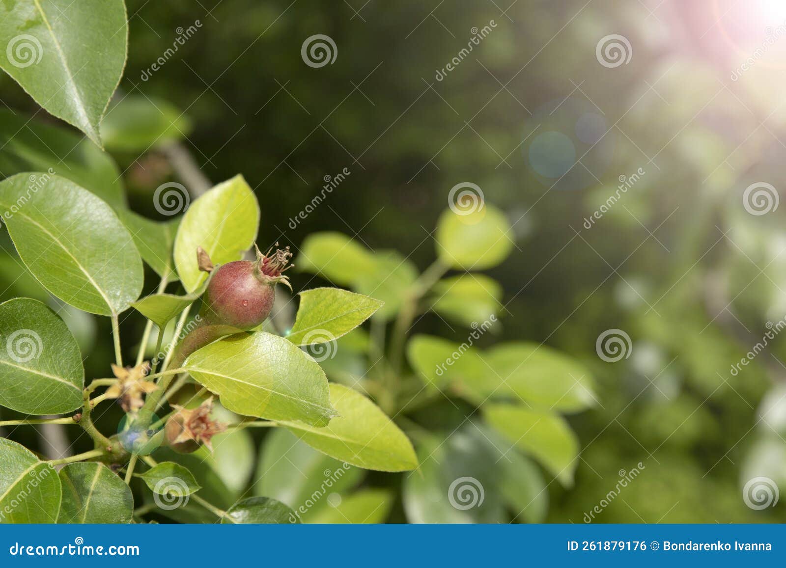 Branch with Small Pears Growing on a Tree in Garden Stock Photo - Image ...