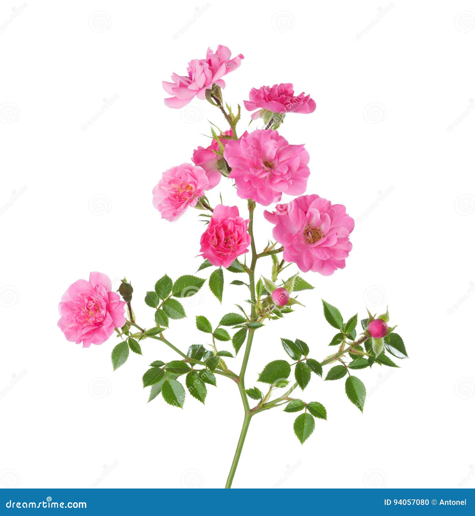 Small Pink Roses Stock Photography | CartoonDealer.com #7611692