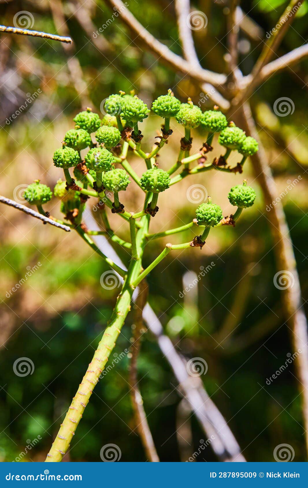 Branch with Small Protrusions that Look Like Small Trees or Broccoli ...