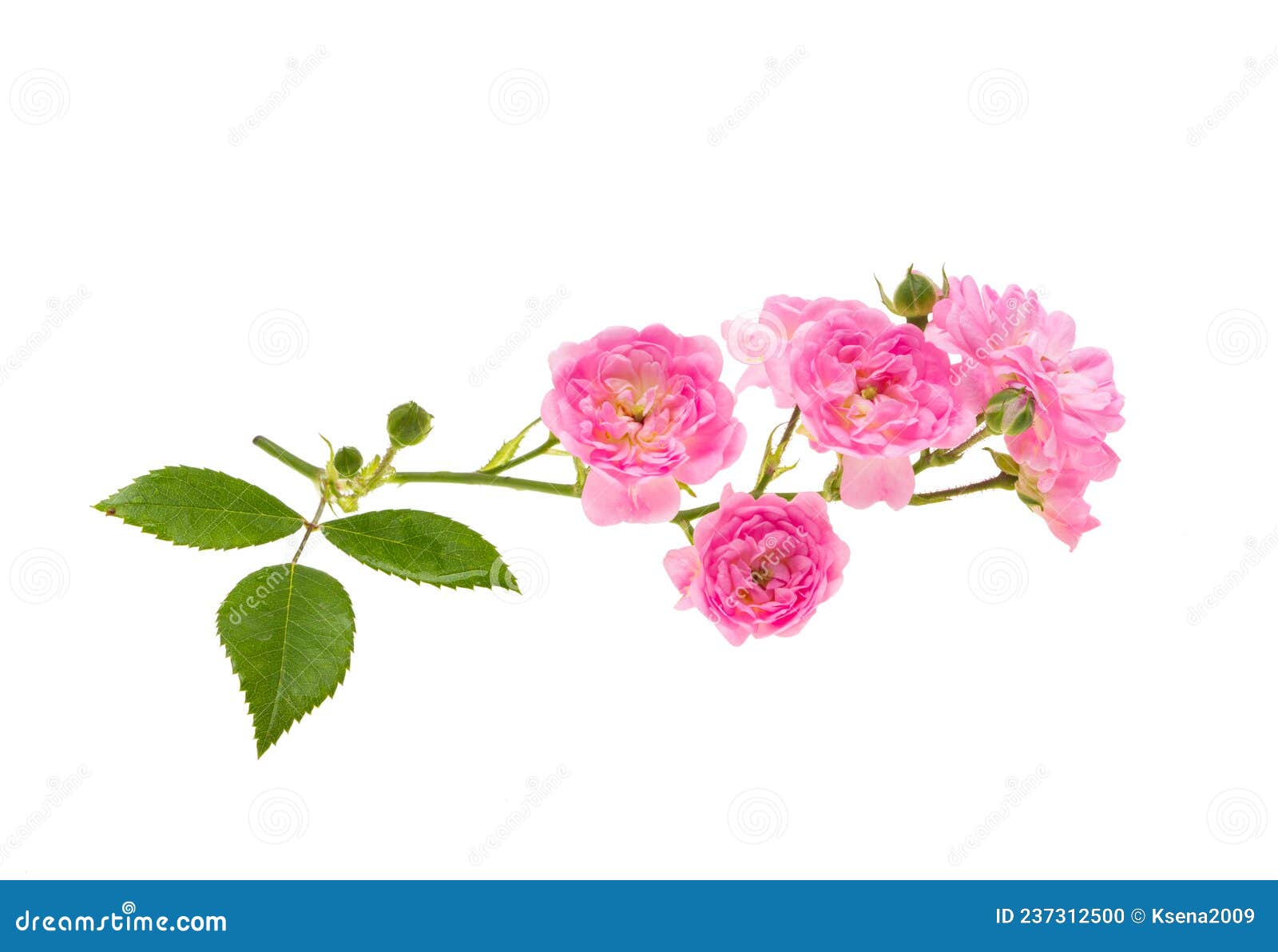 Branch with Small Roses Isolated on White Background Stock Photo ...
