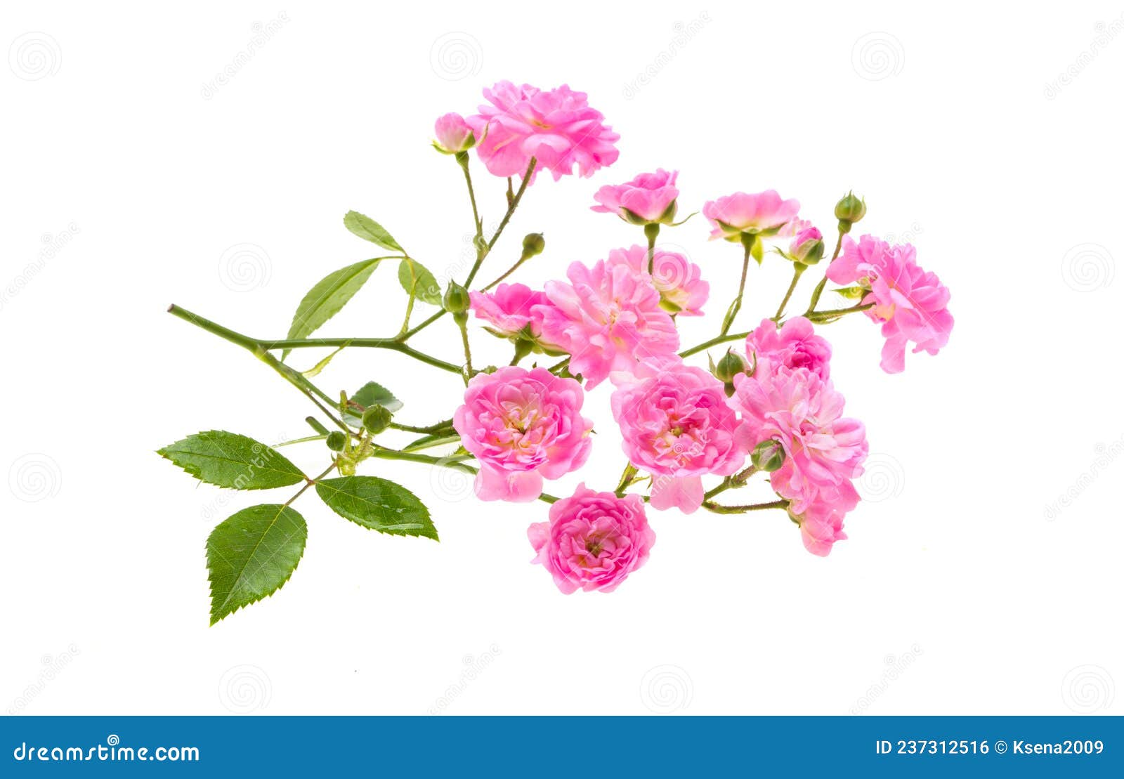 Branch with Small Roses Isolated on White Background Stock Photo ...