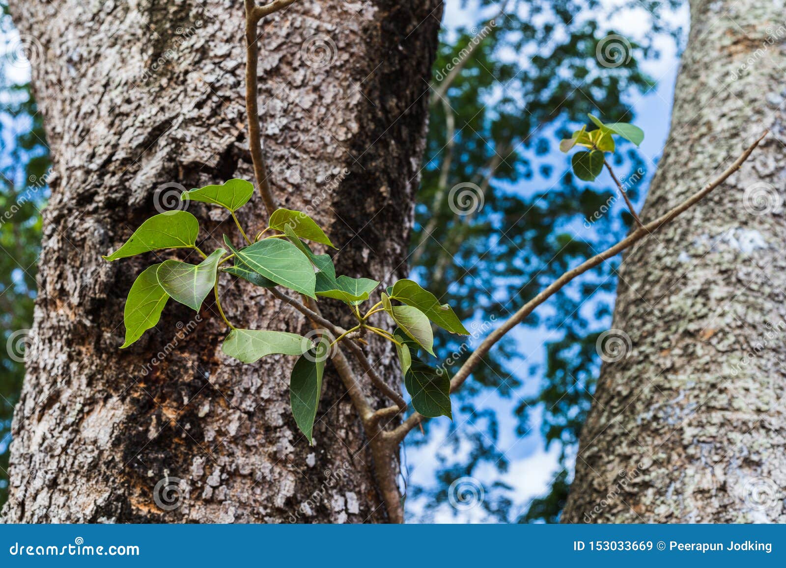 Branch of Small Tree with Tree Texture Background Stock Image - Image ...