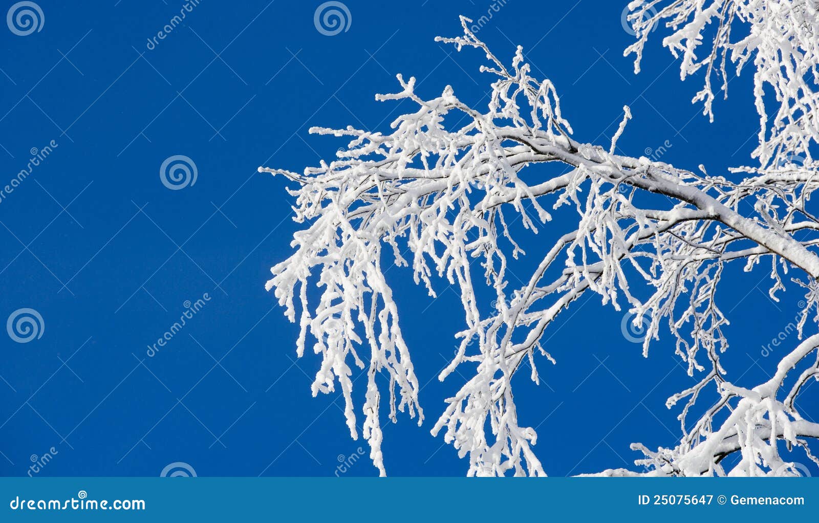 Branch with snow stock image. Image of snow, tree, branch - 25075647