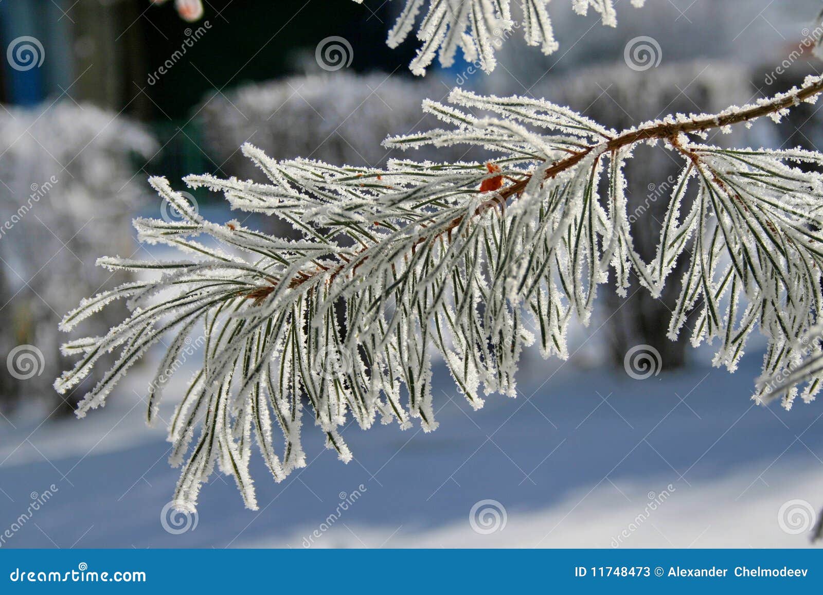 Branch of a Snow-covered Pine Tree. Stock Image - Image of branch ...