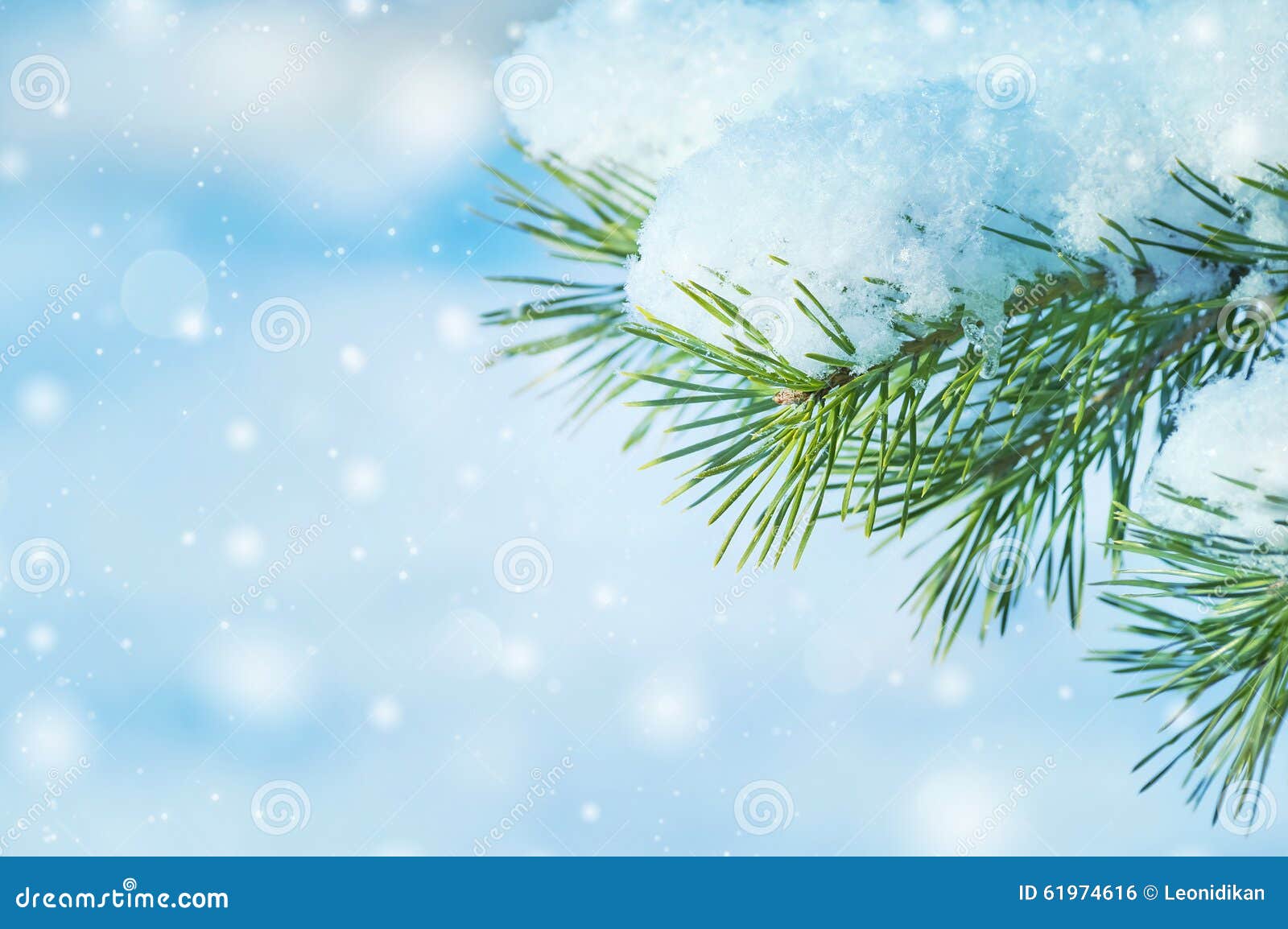 The branch in the snow stock photo. Image of scene, christmas - 61974616