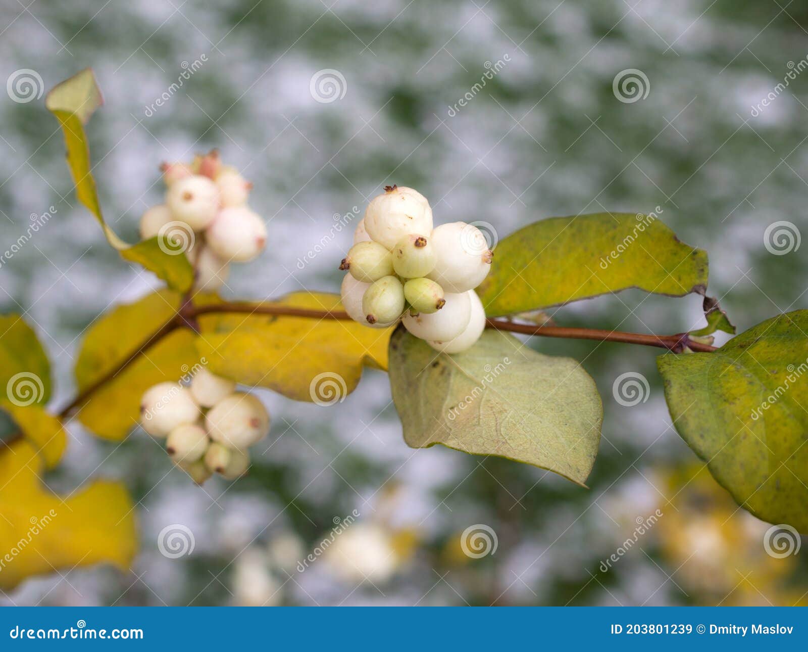 Branch of Snowberry Closeup Stock Image - Image of color, snowberry ...