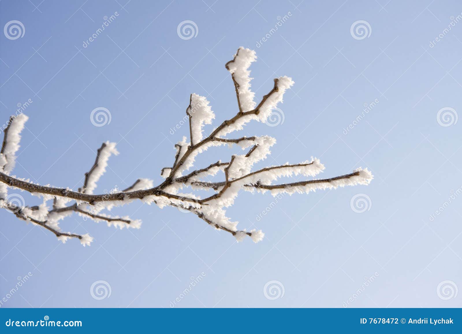 Branch of the snowy tree stock photo. Image of scenic - 7678472