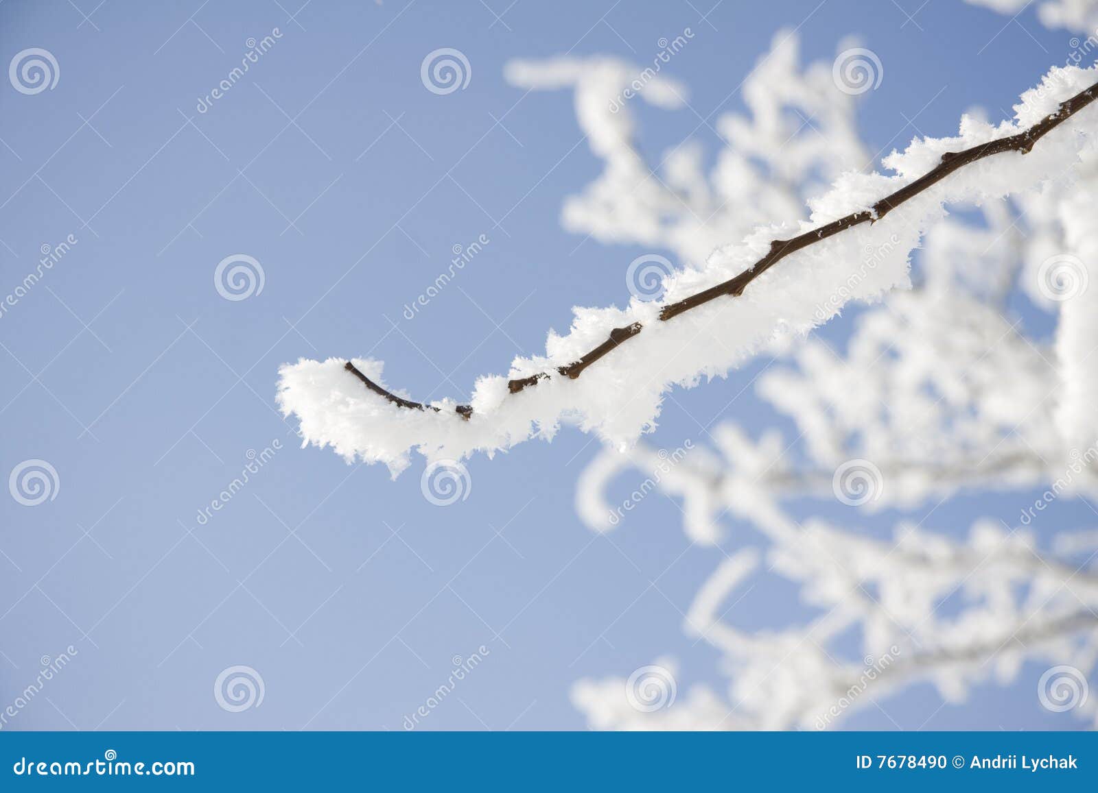 Branch of the snowy tree stock photo. Image of beautiful - 7678490