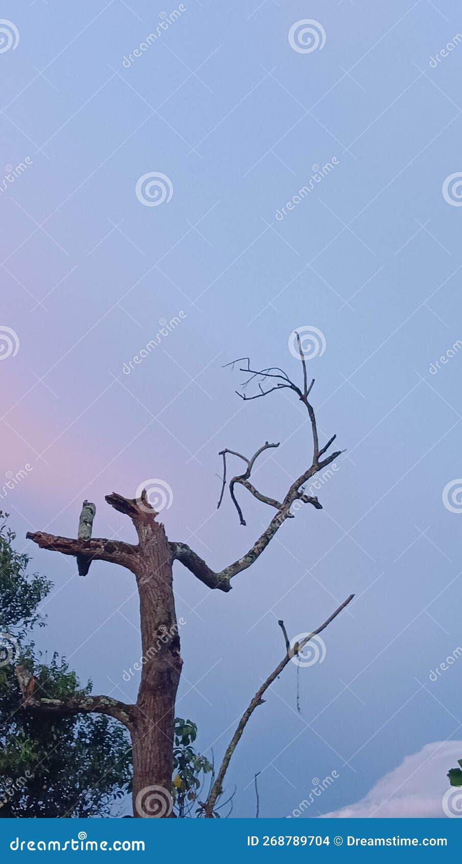 Branch of sorrow stock photo. Image of leaf, bird, branch - 268789704