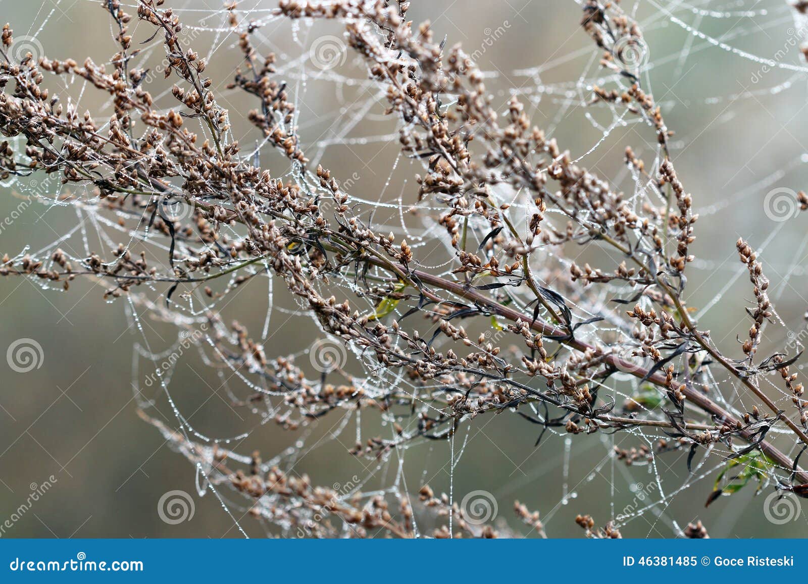 Spider And Cobweb In The Garden Of The House Stock Image ...