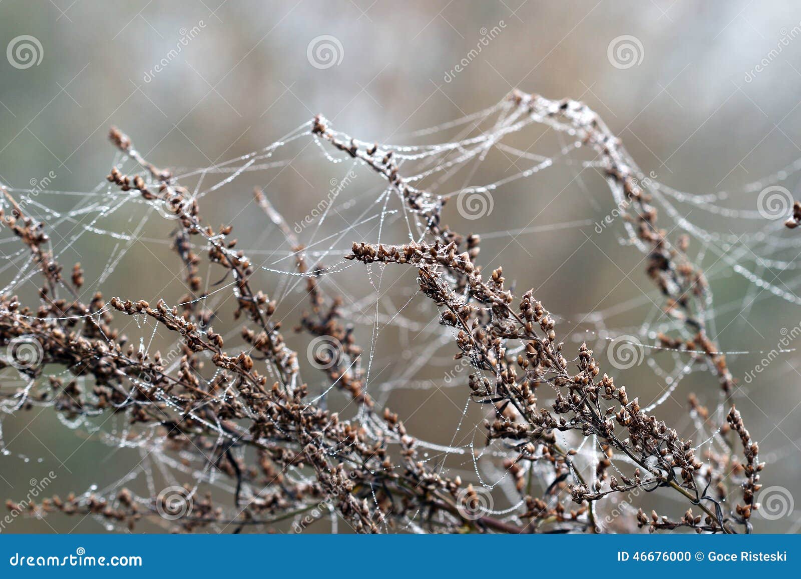 Spider And Web. Cobweb And Morning Dew. Shining Water Drops On ...