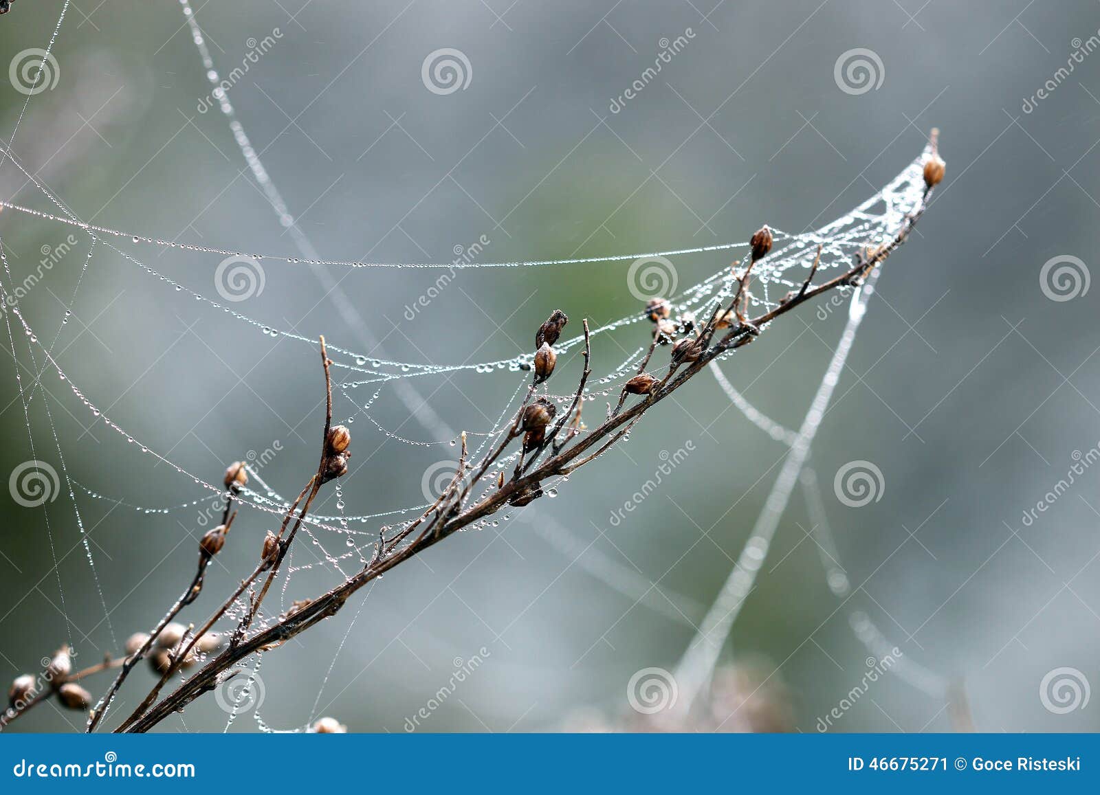 Branch with spider cobweb stock image. Image of natural - 46675271
